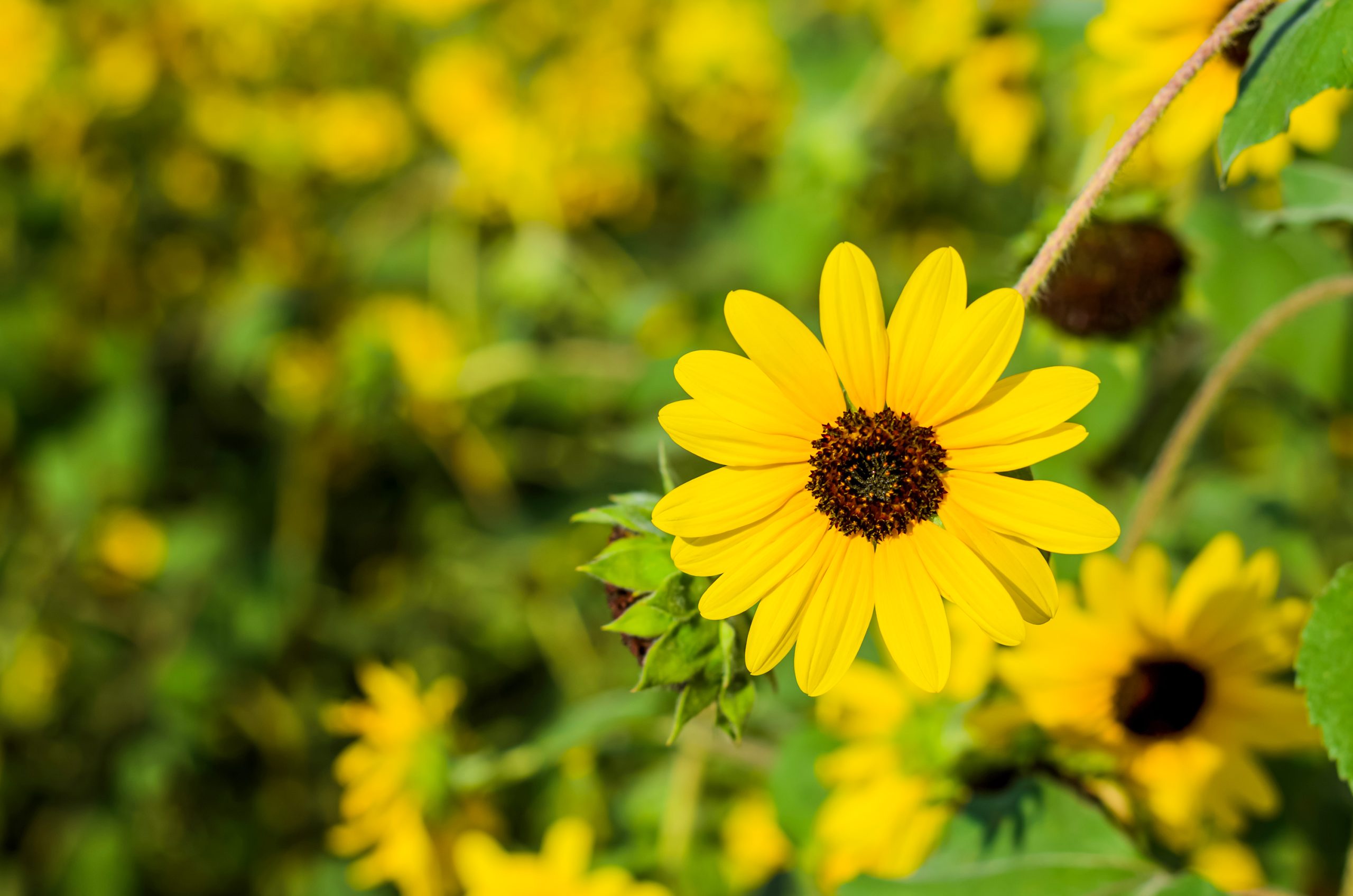 Kansas Electric Power Cooperative, Inc.